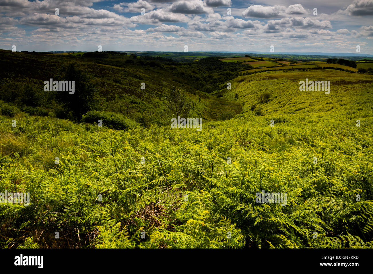 Molland common hi-res stock photography and images - Alamy