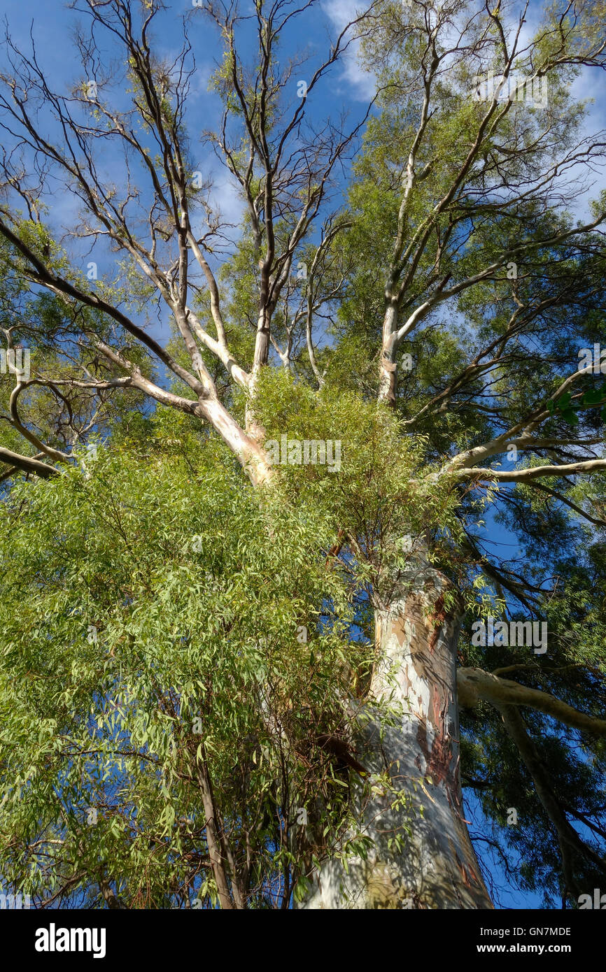 Huge Eucalyptus tree, from below Spain Stock Photo - Alamy