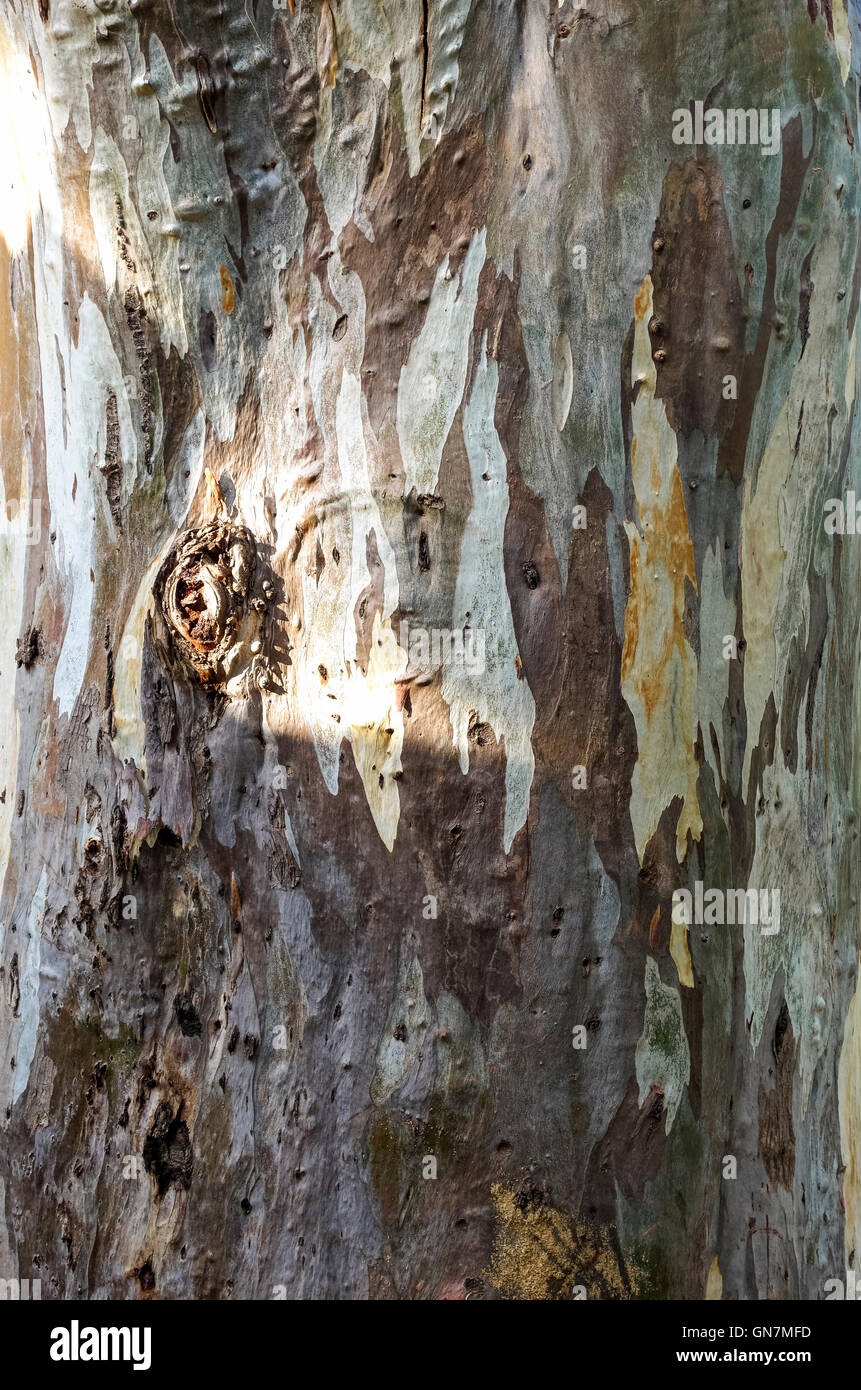 Peeling Bark and trunk of a Eucalyptus tree, Spain Stock Photo - Alamy