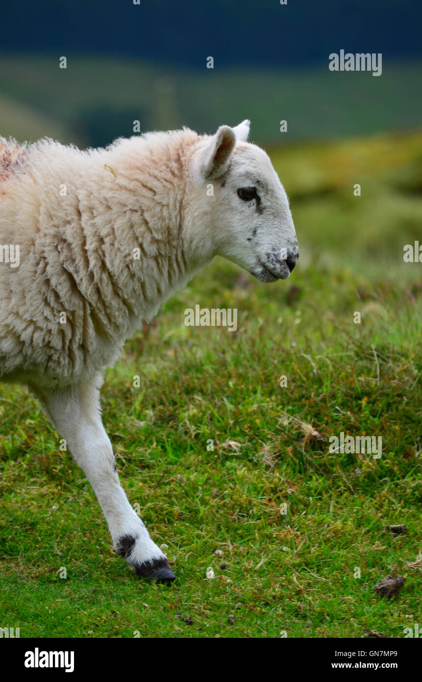Sheep on Rosedale Chimney Bank North Yorkshire Moors England UK Stock ...