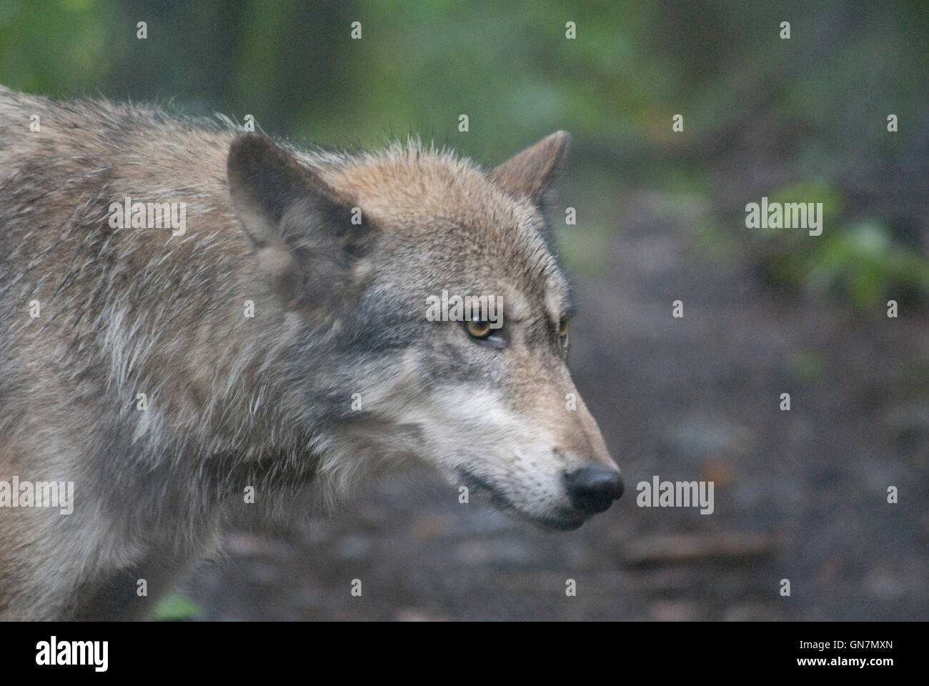 North American Timber Wolf High Resolution Stock Photography and Images ...