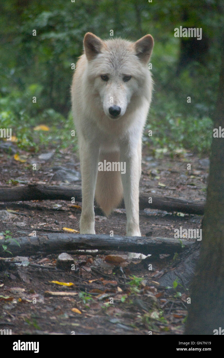 Grey Wolf (Canis lupus) in captivity Stock Photo - Alamy
