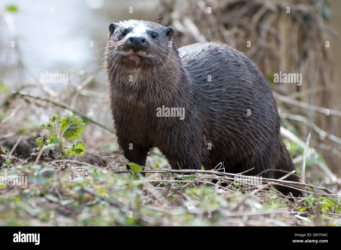 European Otter (Lutra lutra) on a riverbank in Thetford, Norfolk Stock ...