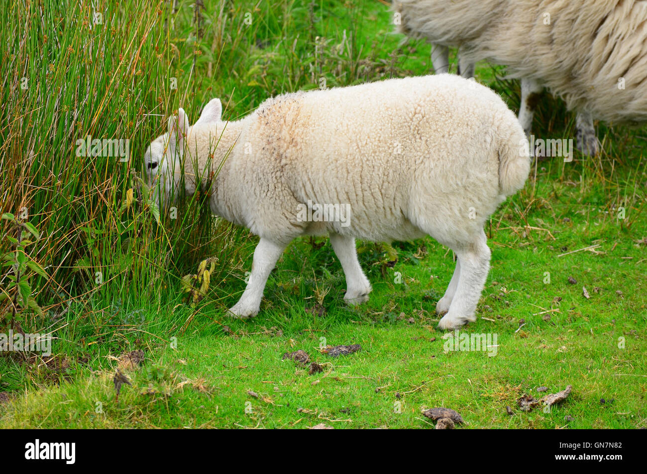Sheep on Rosedale Chimney Bank North Yorkshire Moors England UK Stock ...