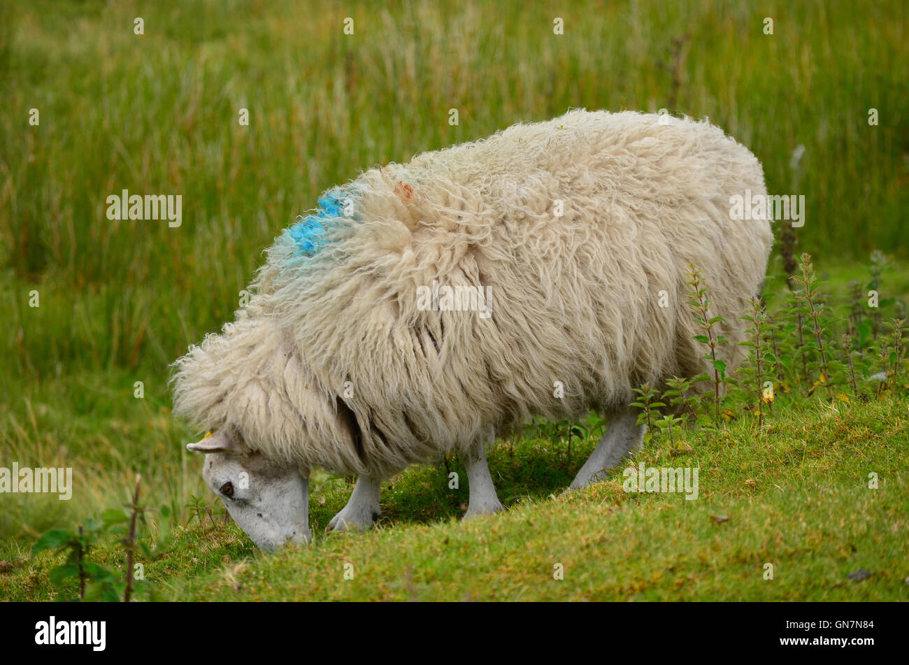 Sheep on Rosedale Chimney Bank North Yorkshire Moors England UK Stock ...