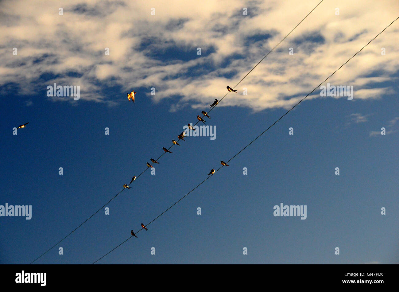 Powerline bird hi-res stock photography and images - Alamy