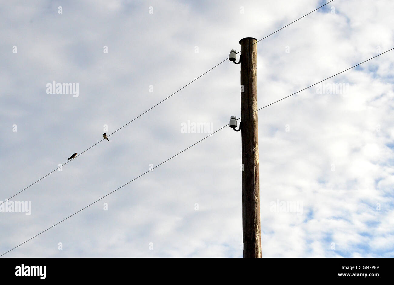 Two wooden birds hi-res stock photography and images - Alamy