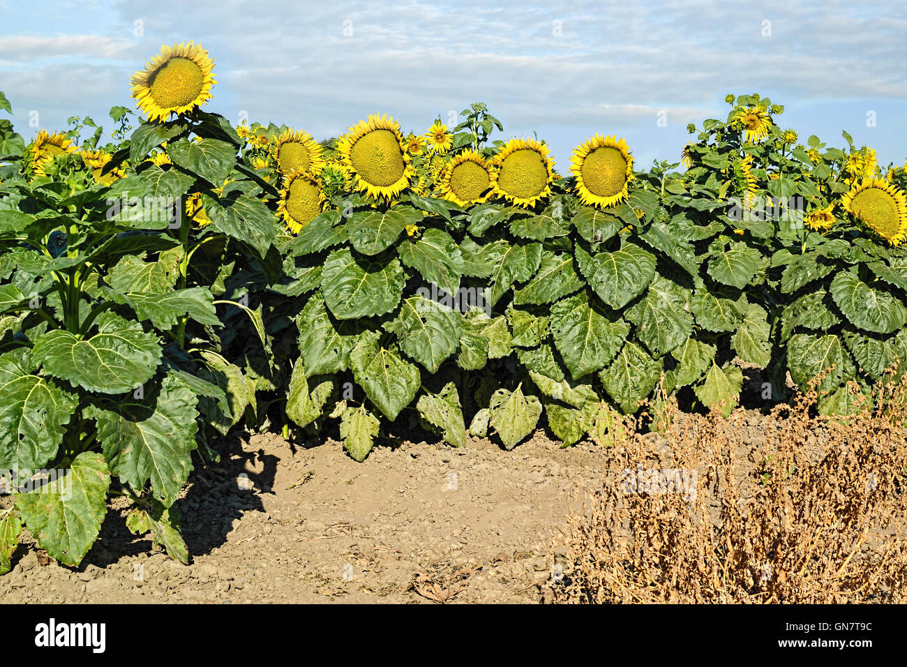Sunflowers in morning summer field hi-res stock photography and images ...