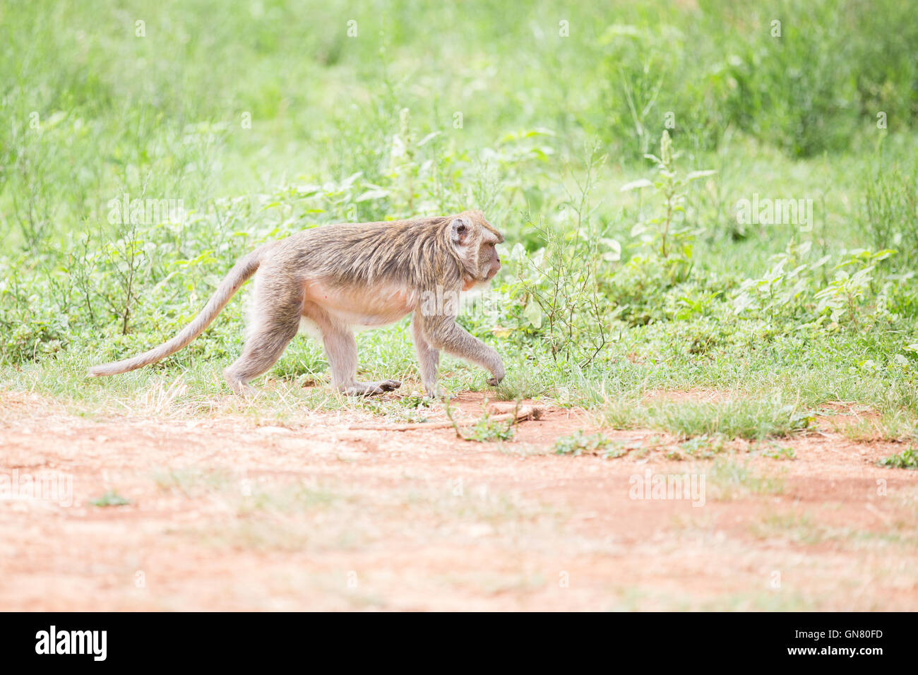 Monkeys during safari Stock Photo - Alamy