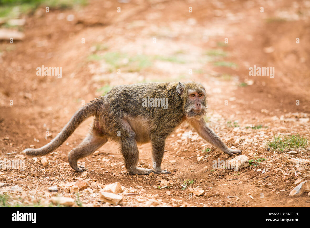 Monkeys during safari Stock Photo - Alamy