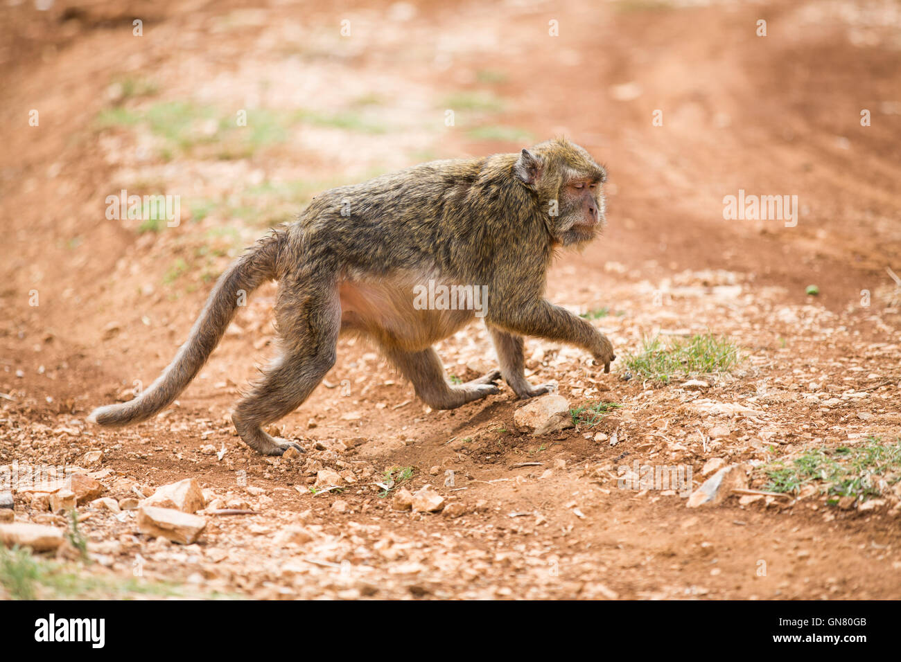 Monkeys during safari Stock Photo - Alamy