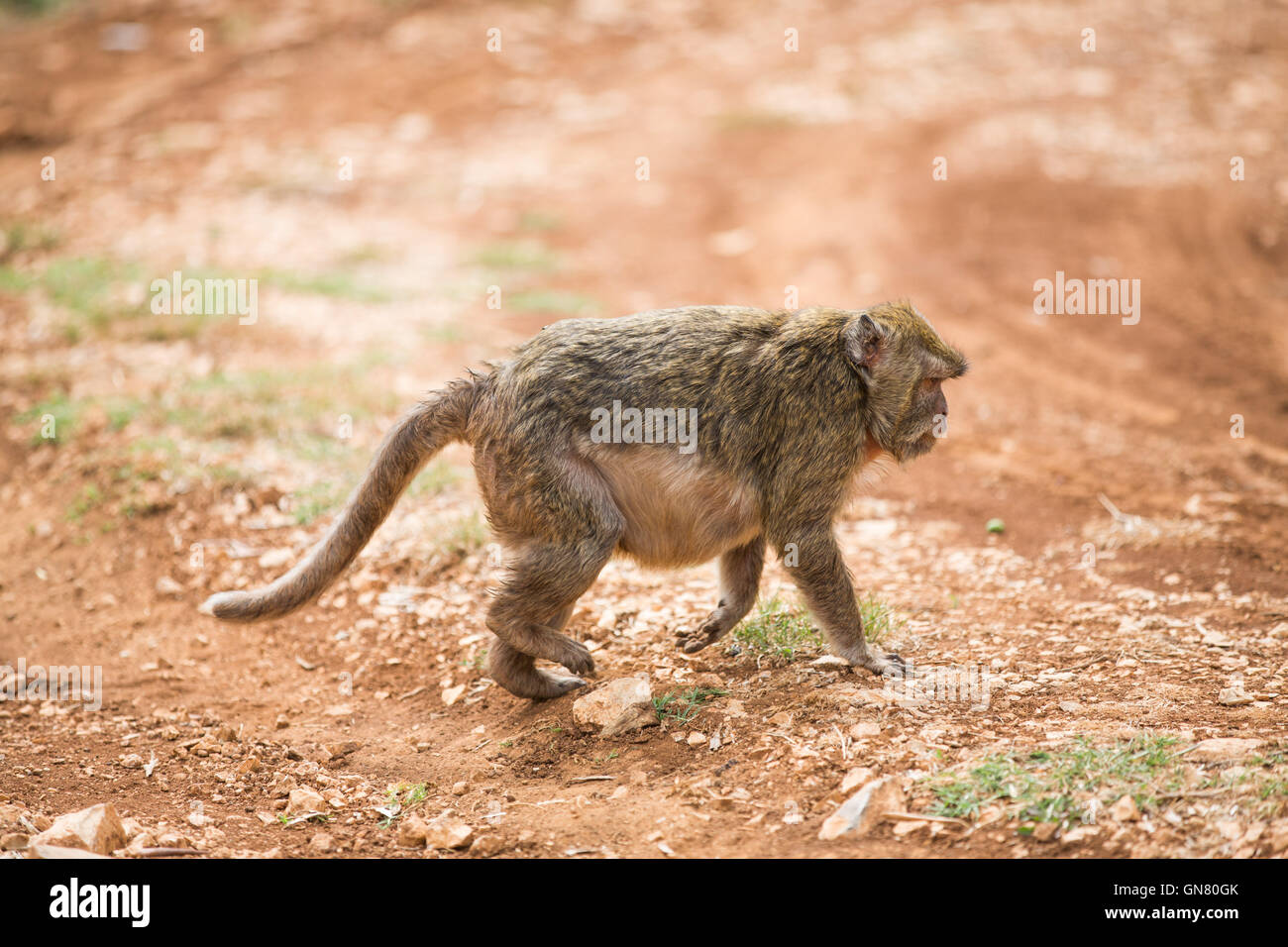 Monkeys during safari Stock Photo - Alamy