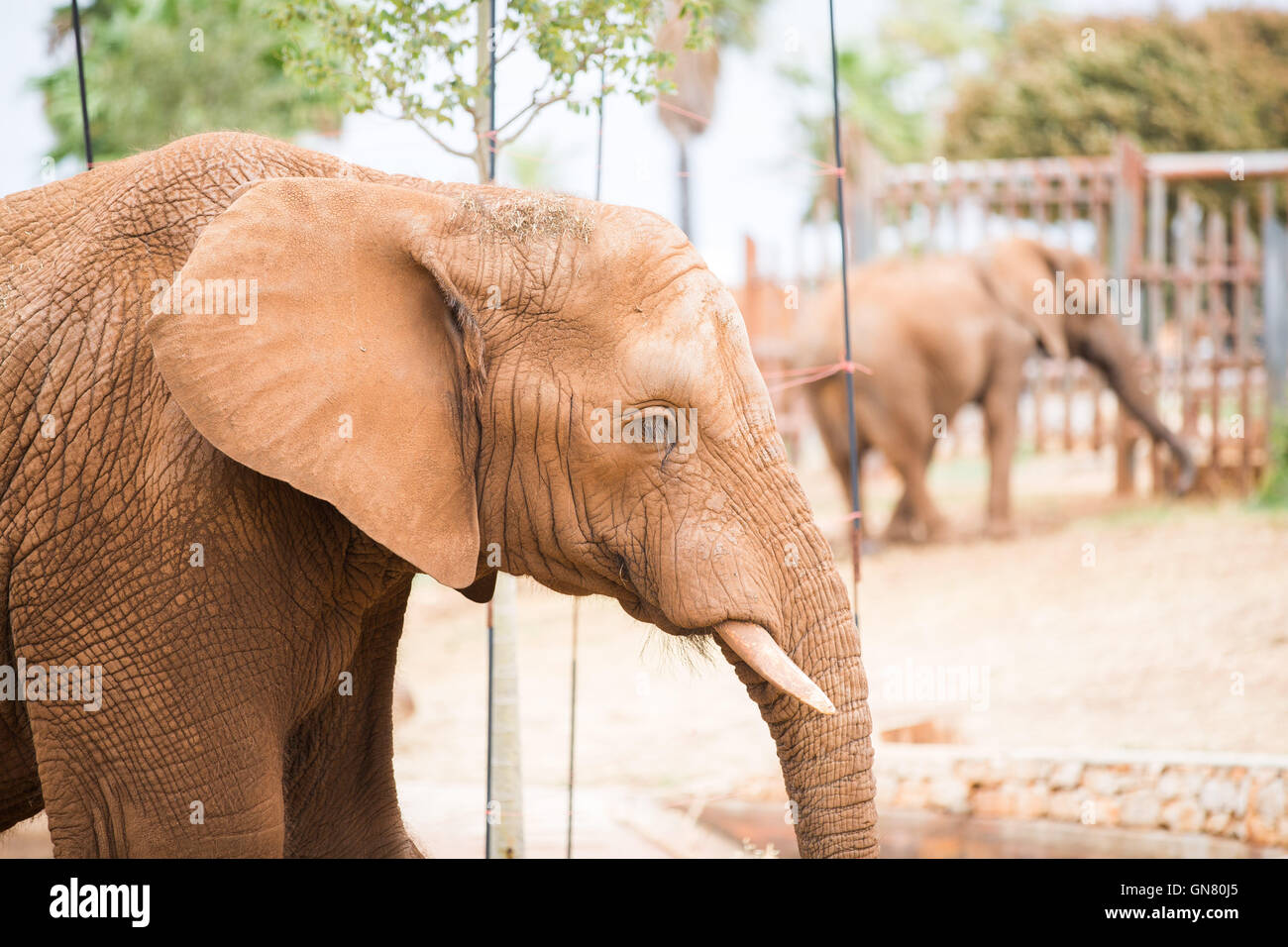 Elephant during Safari Stock Photo - Alamy
