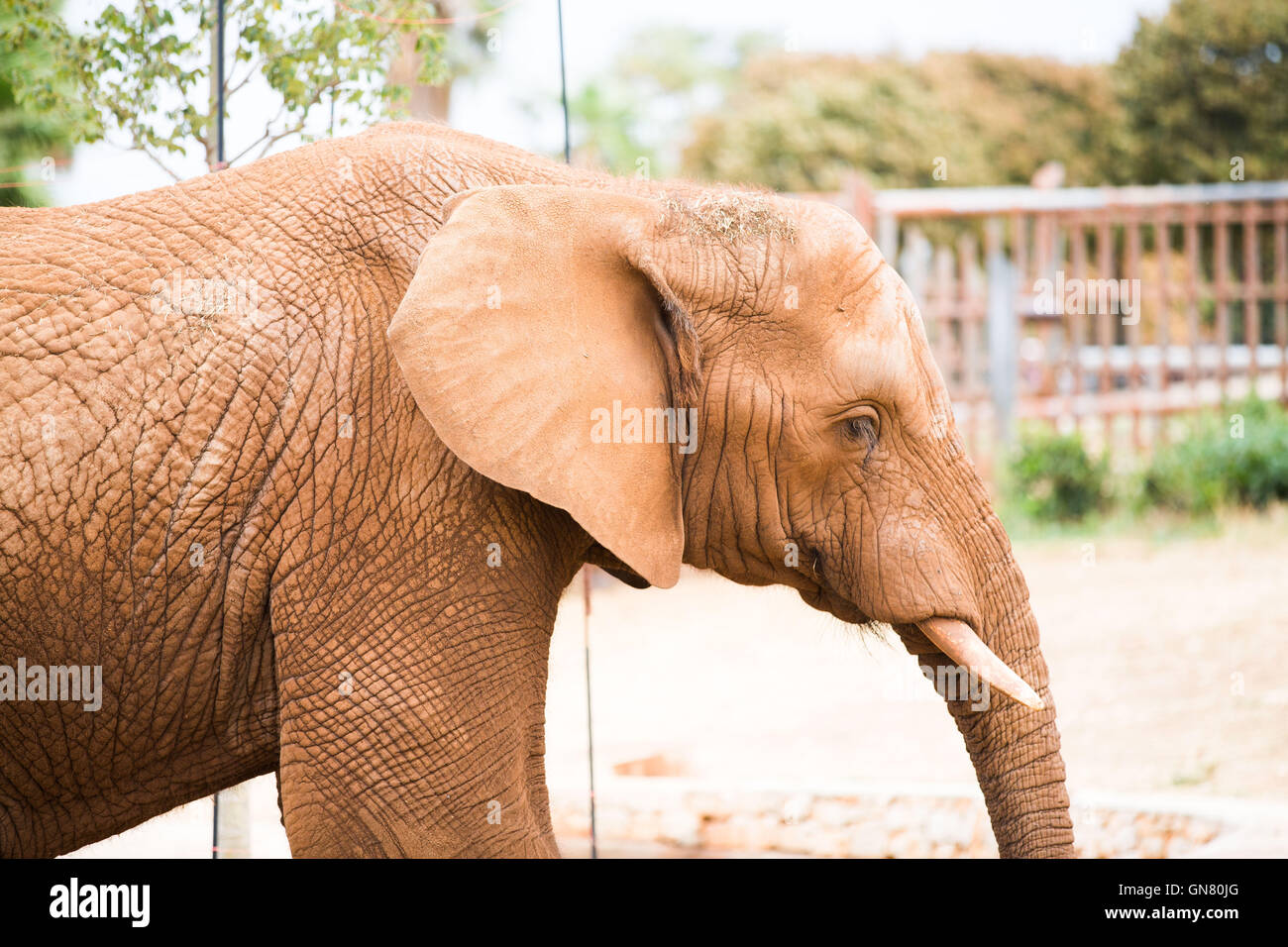 Elephant during Safari Stock Photo - Alamy