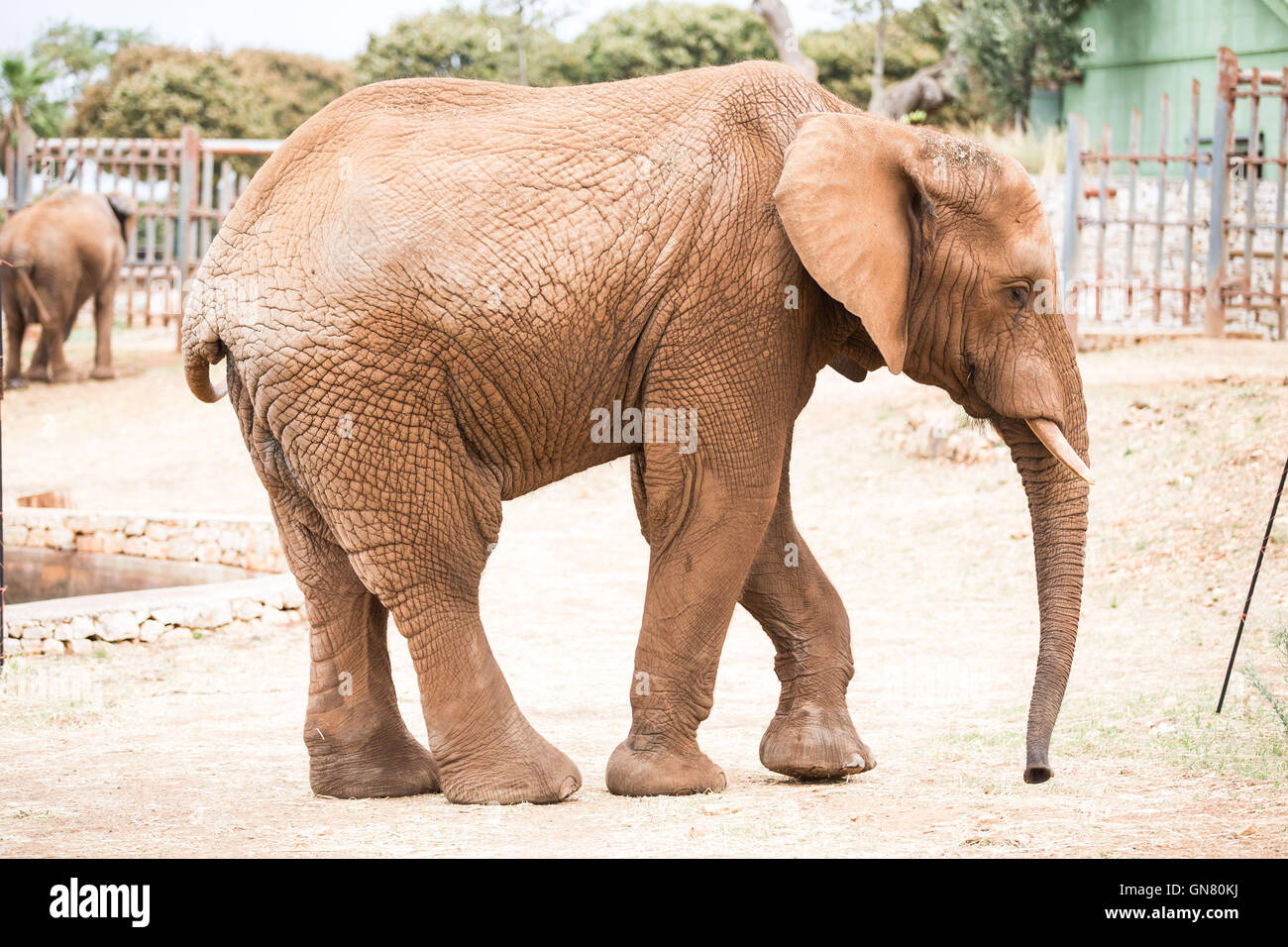 Elephant during Safari Stock Photo - Alamy