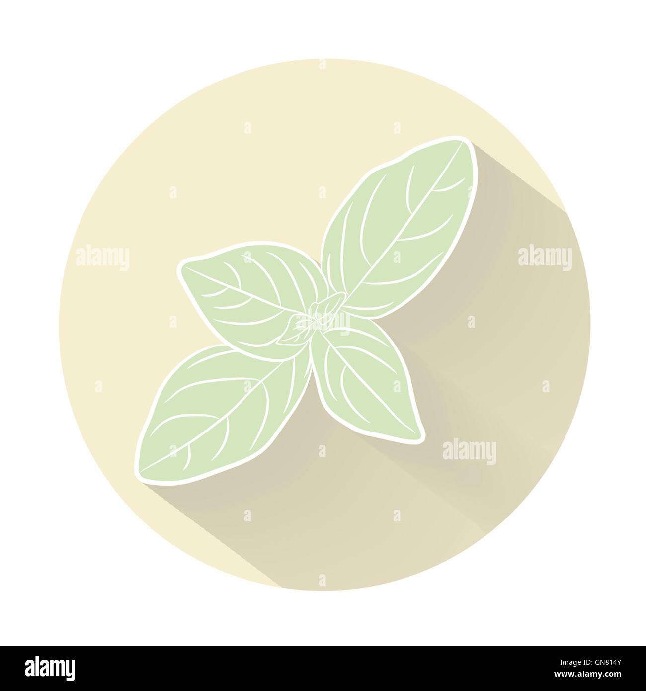 Vector fresh basil herbs. Aromatic leaves used to season meats Stock ...