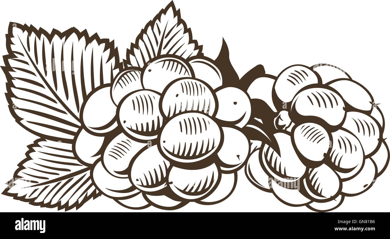 Blackberry in vintage style. Line art vector illustration Stock Vector ...