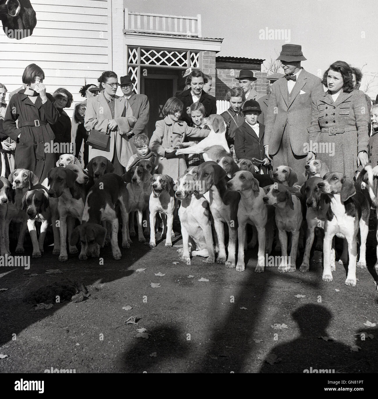 1950s, historical, hounds waiting for the signal to begin the fox hunt ...