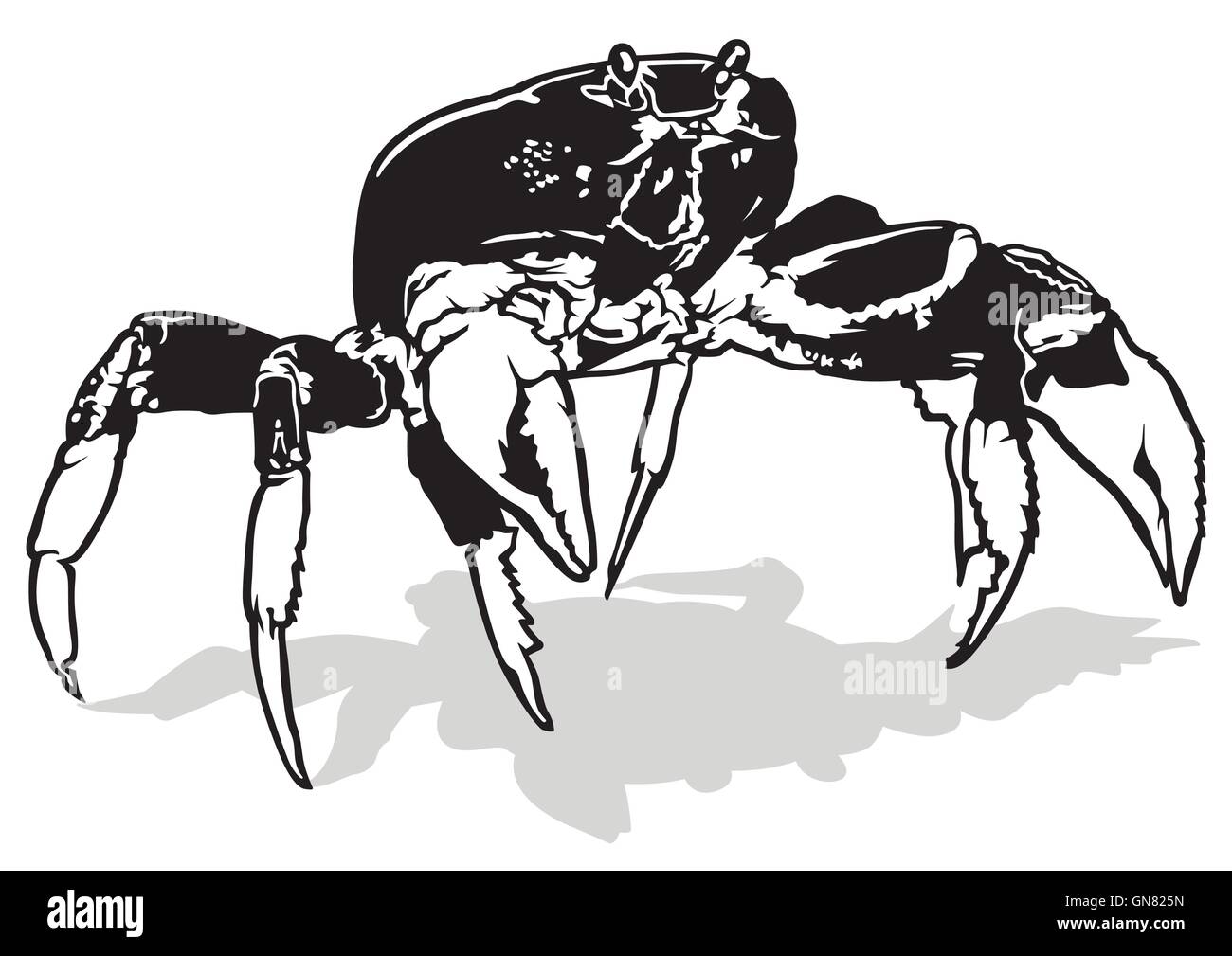Black white drawing crab hi-res stock photography and images - Alamy