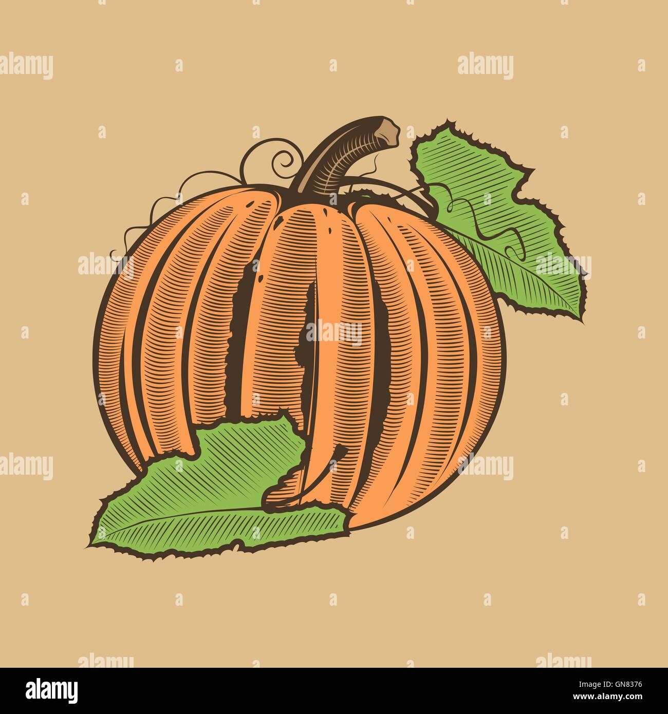 Pumpkin in vintage style. Colored vector illustration Stock Vector ...
