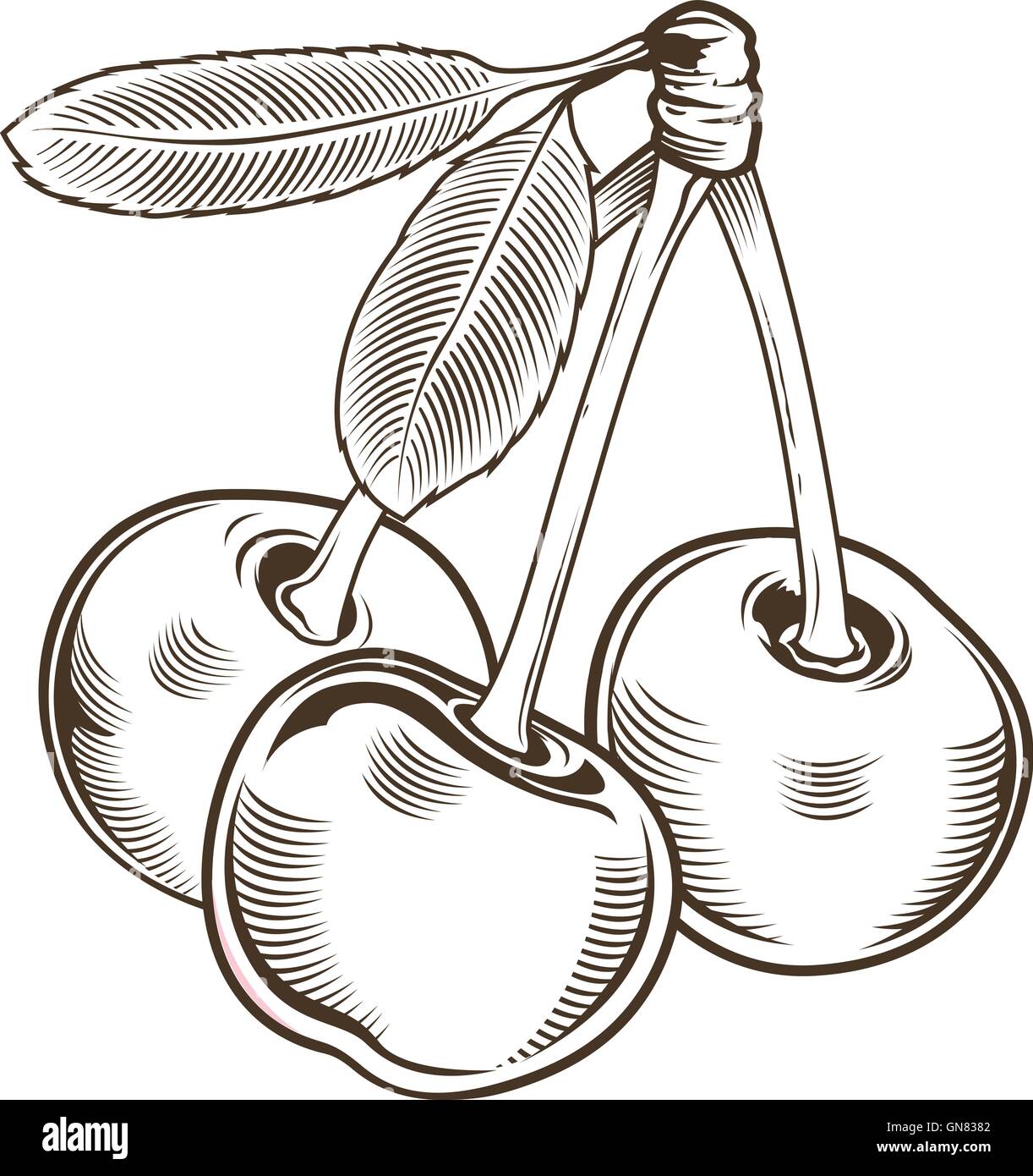 Cherry in vintage style. Line art vector illustration Stock Vector ...