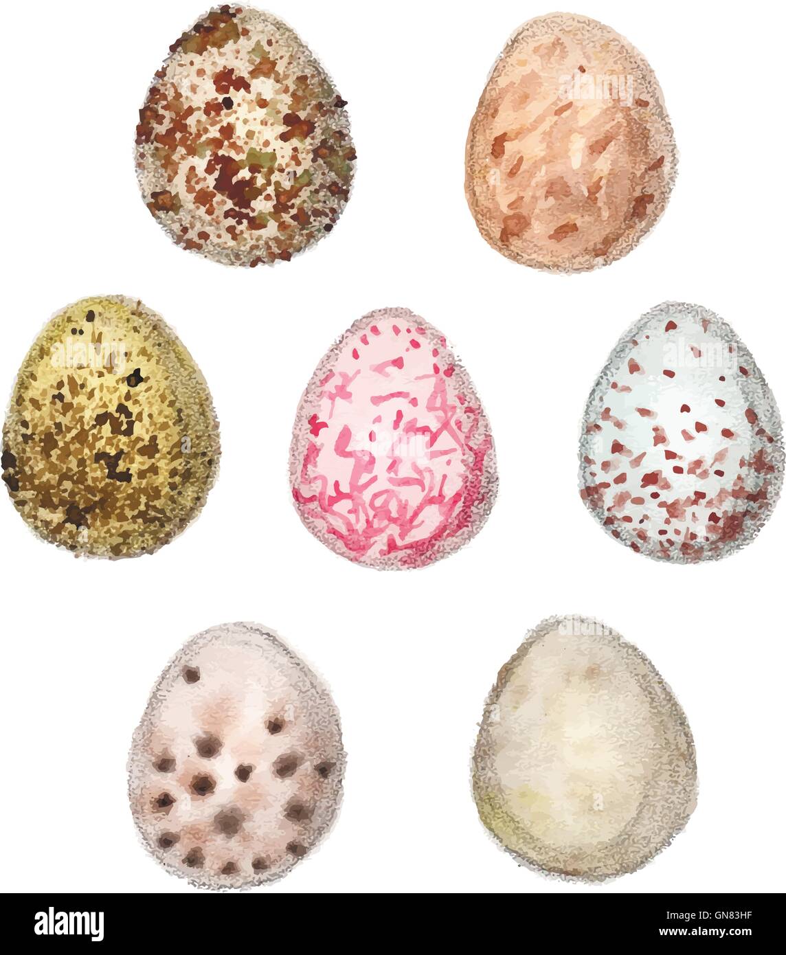 Illustration bird eggs set Stock Vector Images - Alamy