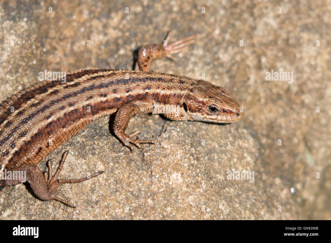 Common LIzard on North Yorkshire Moors Stock Photo - Alamy