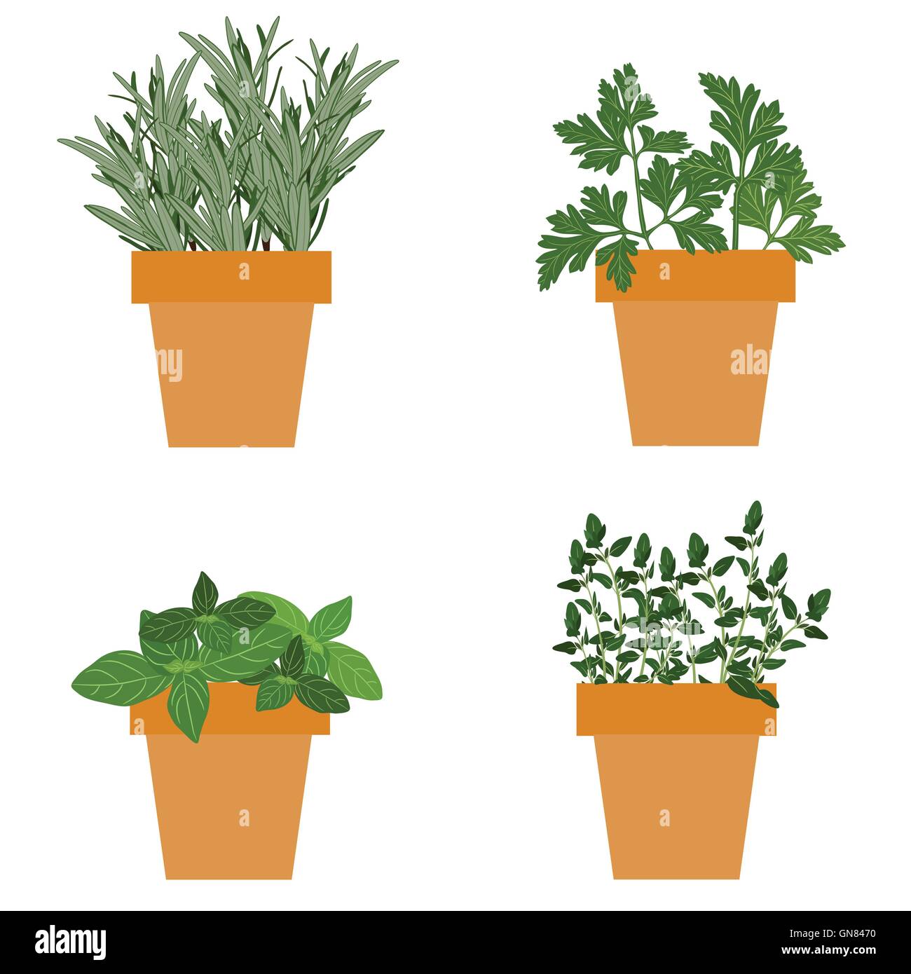 Parsley rosemary thyme set Stock Vector Images - Alamy