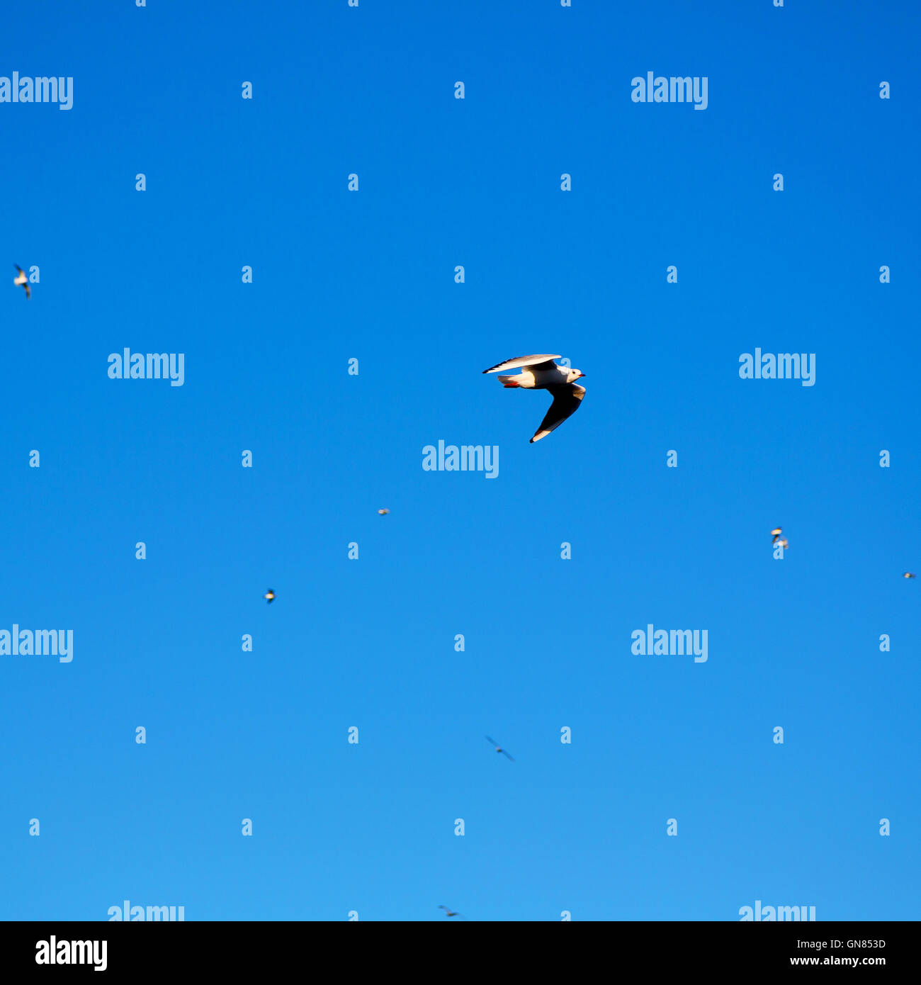 and free group of birds in oman the sky Stock Photo - Alamy