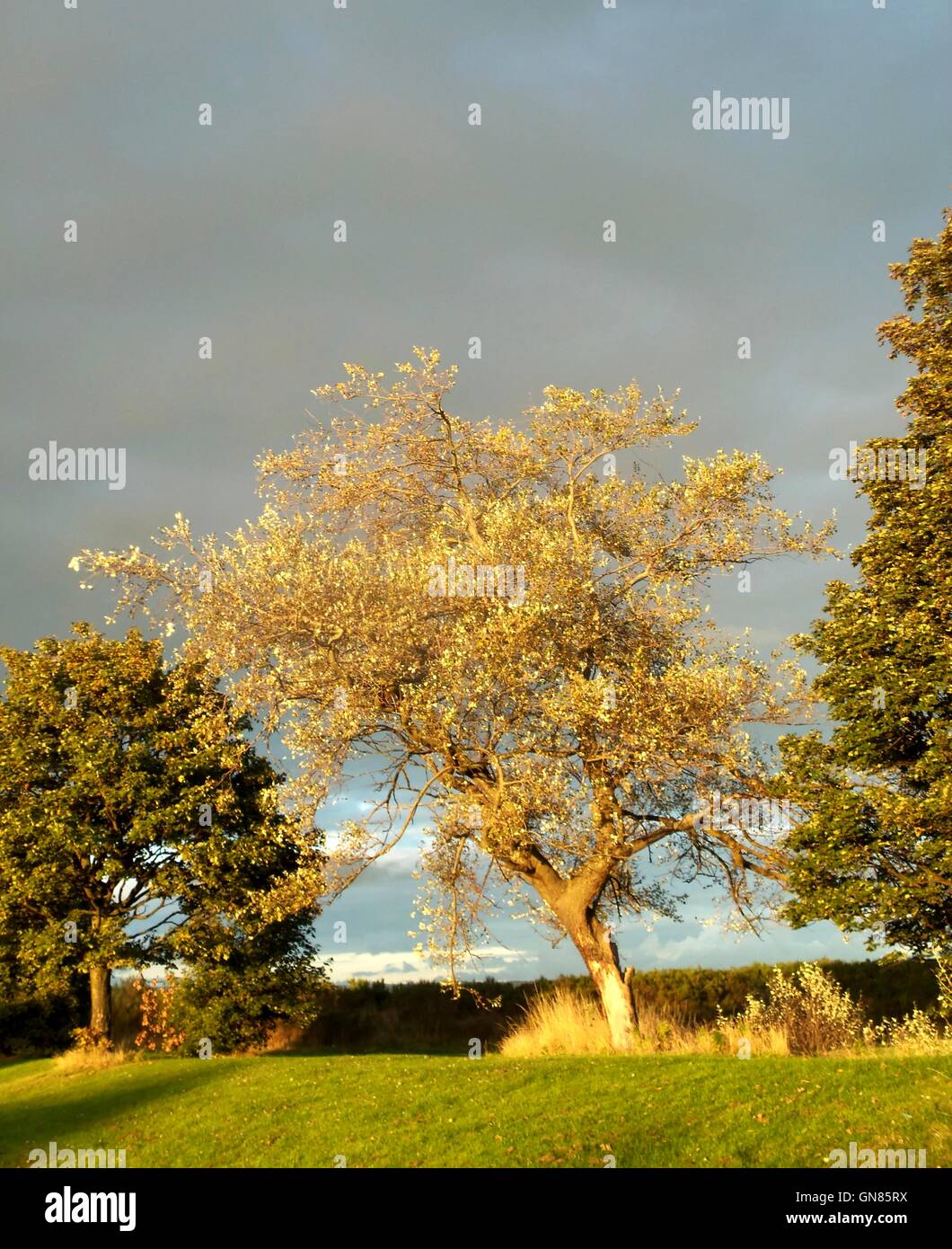Dramatic tree in Bo'ness meadows at dusk - Scotland Stock Photo - Alamy