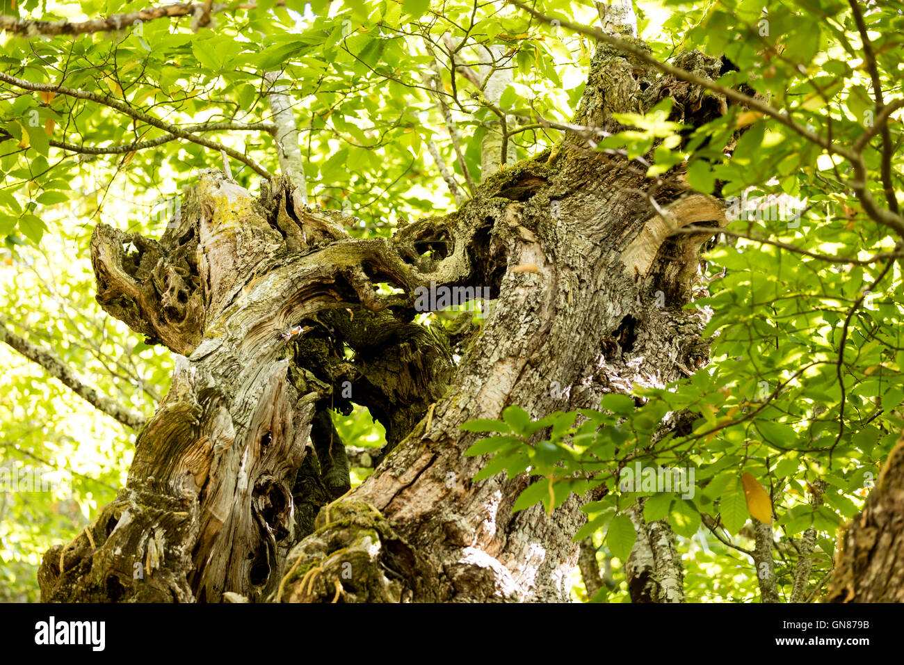 Old chestnut tree hi-res stock photography and images - Alamy