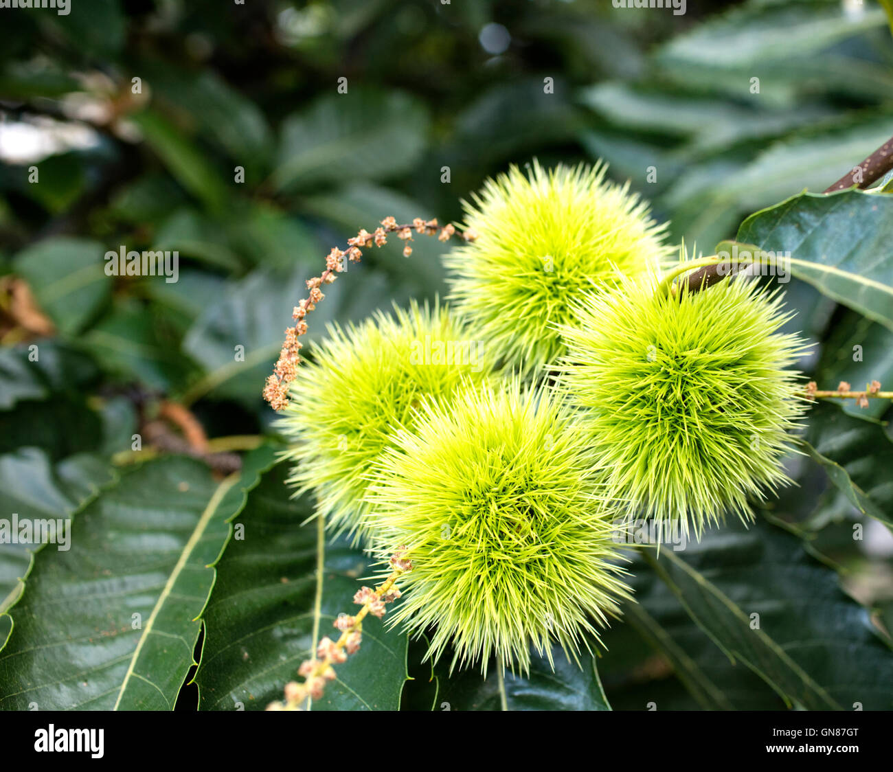chestnut tree with fruits in summer, vivid green color Stock Photo - Alamy