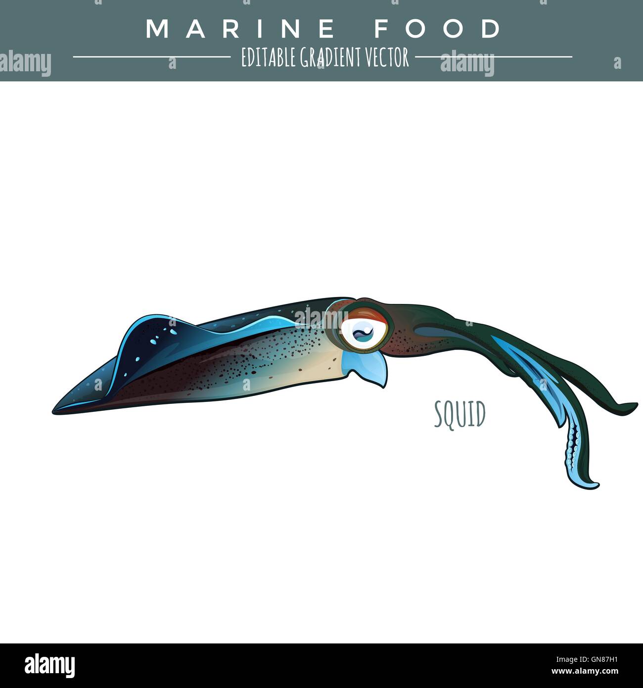 Squid drawing hi-res stock photography and images - Alamy