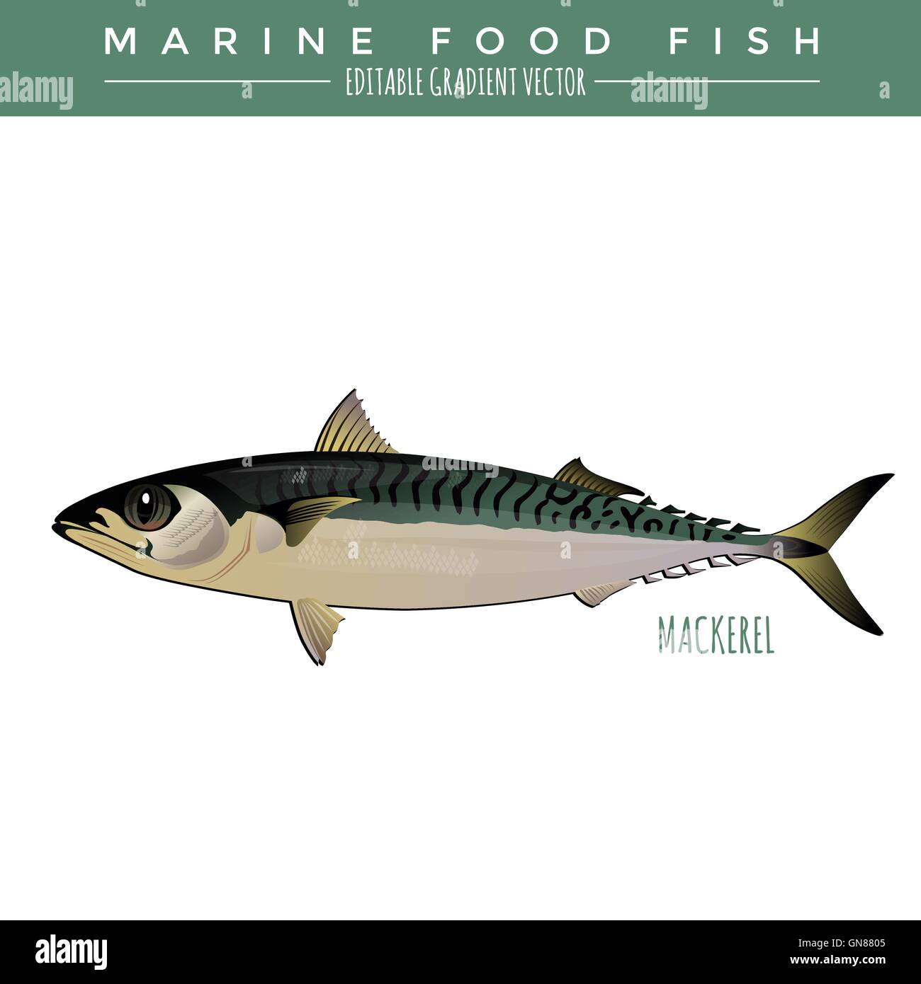 Atlantic mackerel Stock Vector Images - Alamy