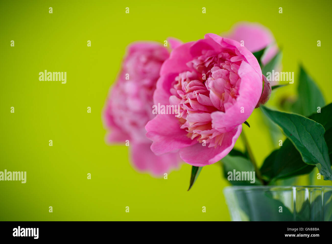 beautiful pink peonies Stock Photo - Alamy