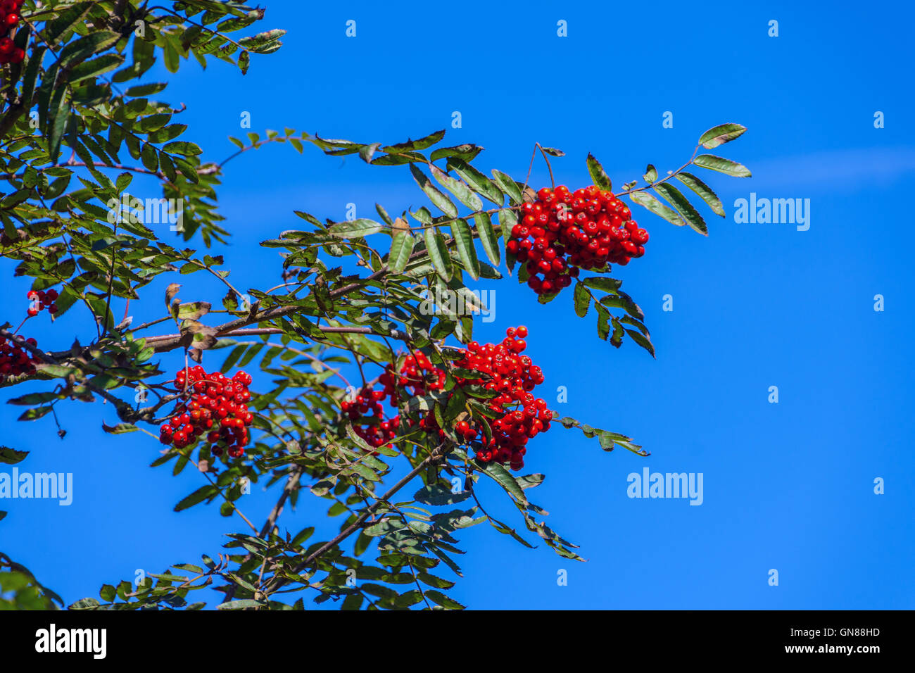 Red Rowan (mountain ash) (Sorbus aucuparia) berry cluster, Derbyshire ...