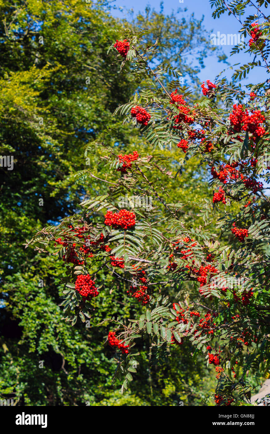 Red Rowan Mountain Ash Berries On Tree Stock Photos & Red Rowan ...