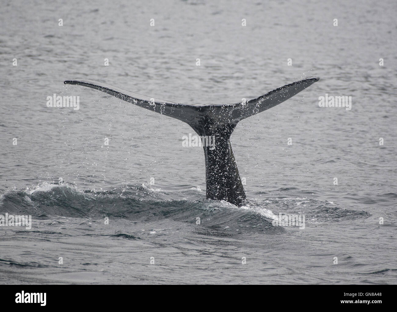 Whale’s tail hi-res stock photography and images - Alamy