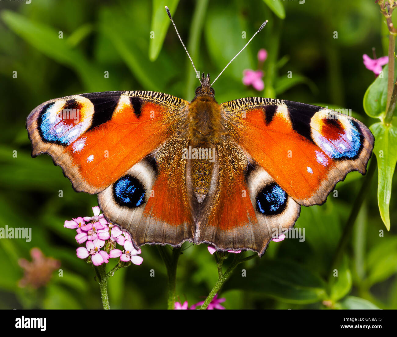 Peacock Buttery. A Butterfly common to the British countryside Stock ...