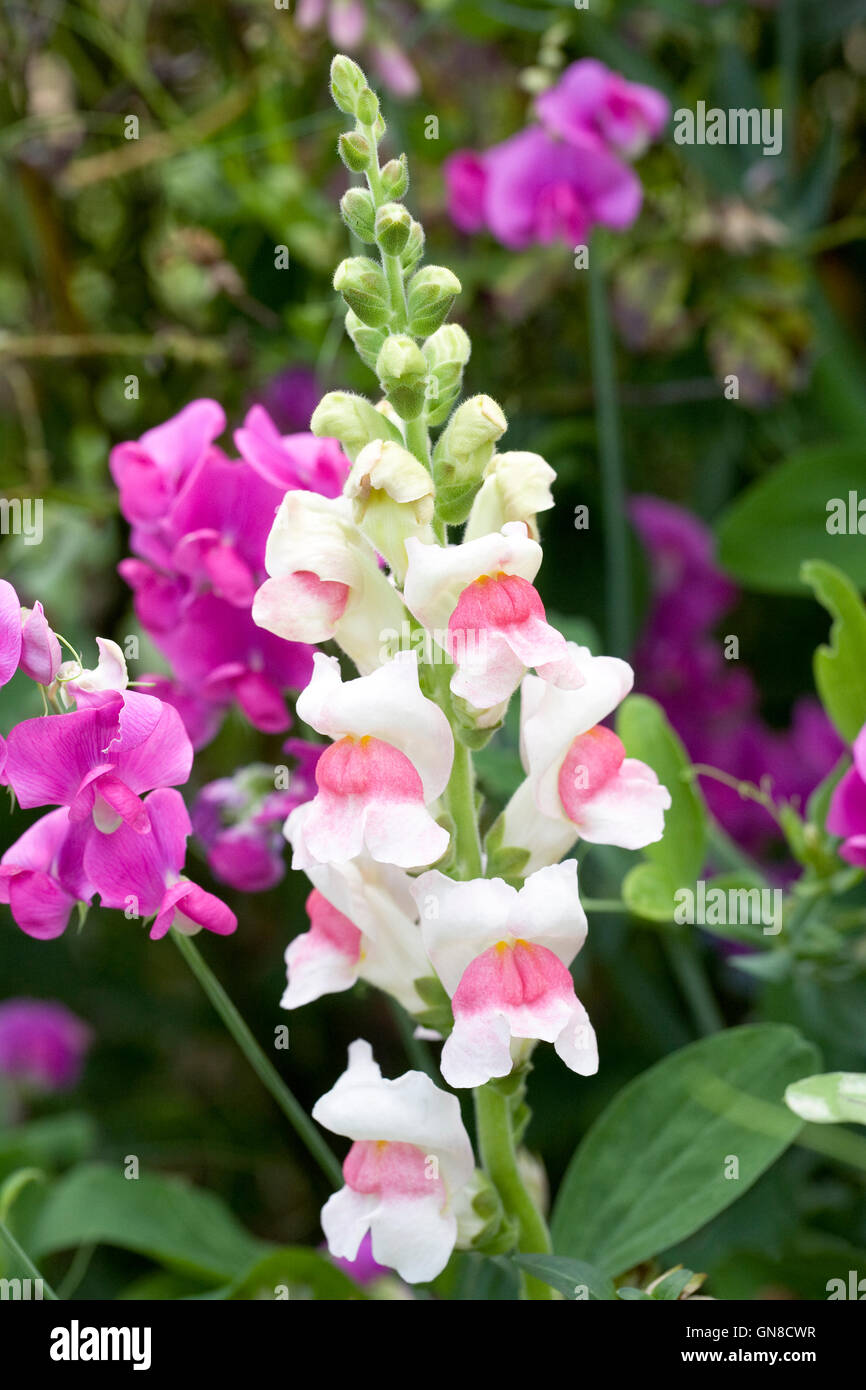 Close up of snapdragons in bloom hi-res stock photography and images ...