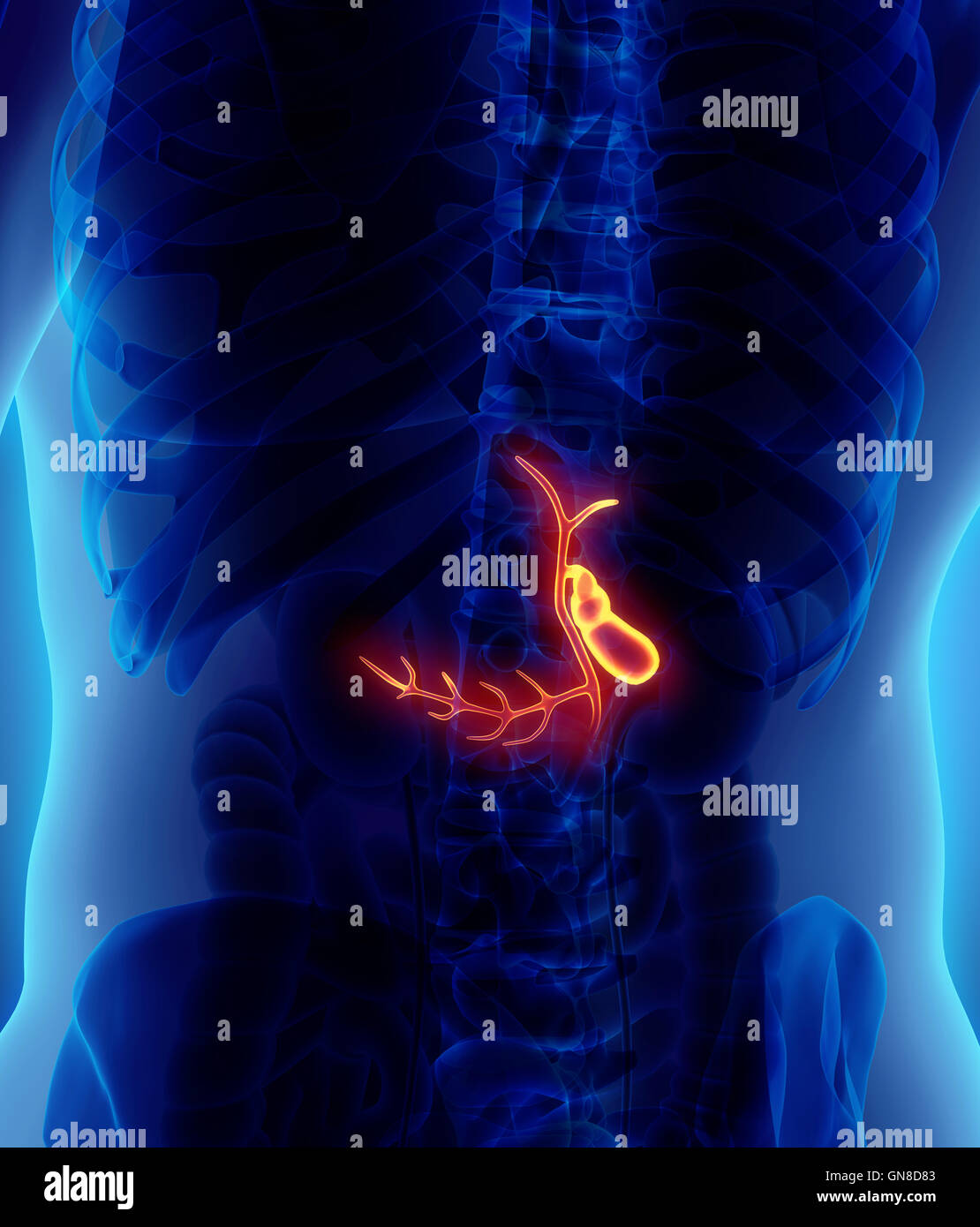 3D illustration of male Gallbladder, x-ray medical concept Stock Photo ...