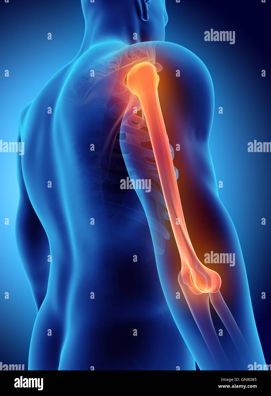 3D illustration of Humerus - Part of Human Skeleton Stock Photo - Alamy