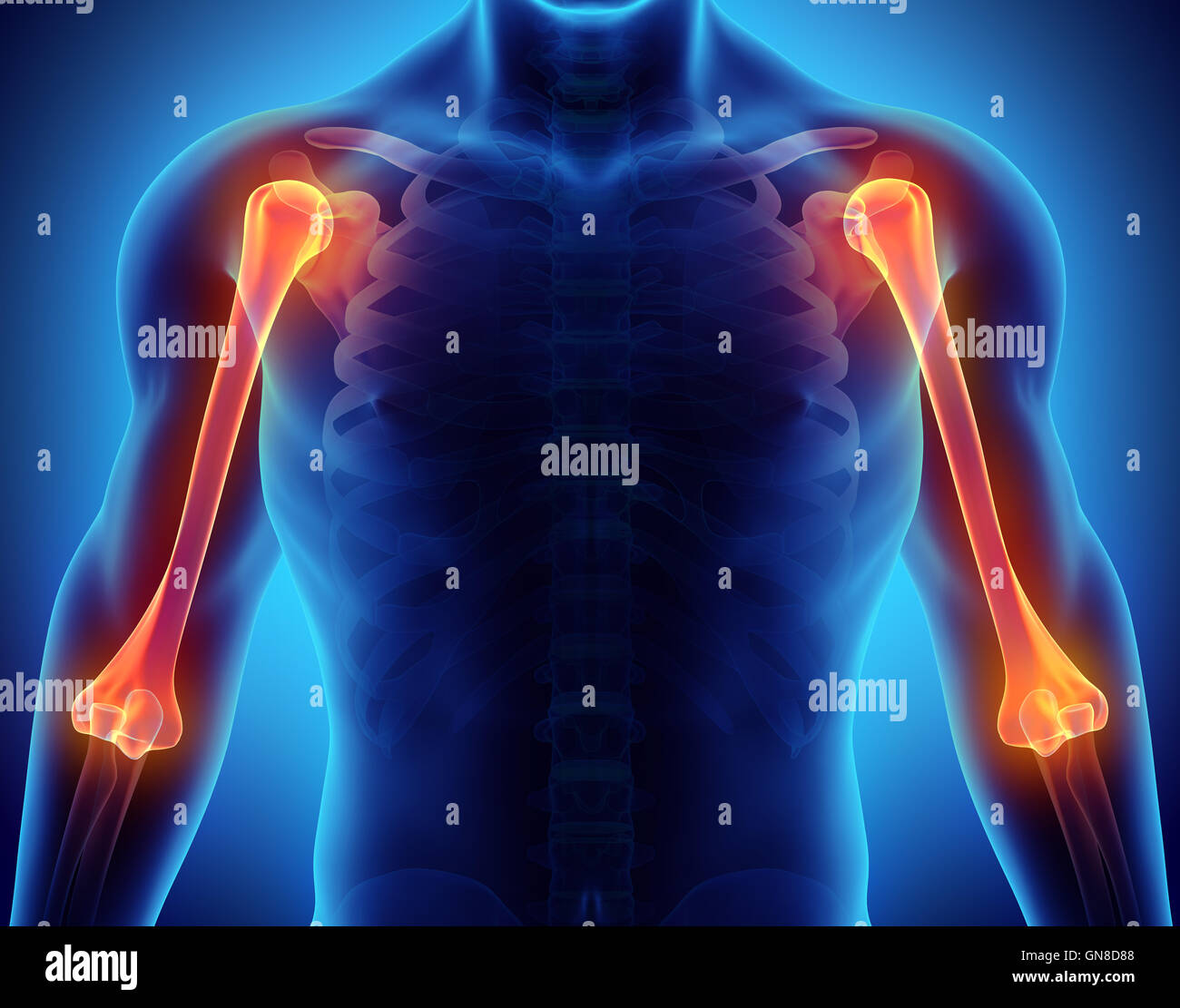 3D illustration of Humerus - Part of Human Skeleton Stock Photo - Alamy