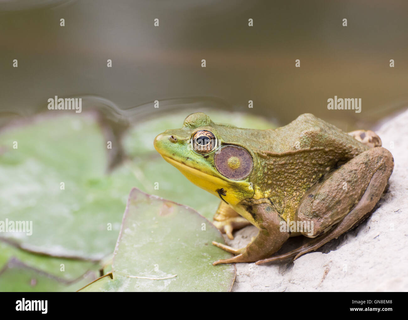 Bullfrog sitting in the water in a swamp Stock Photo - Alamy