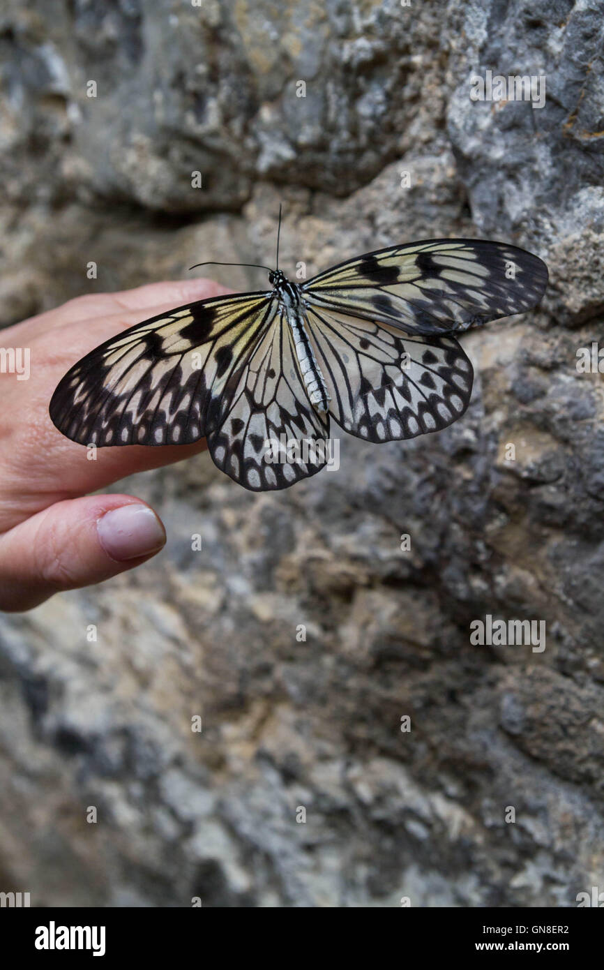 Exotic butterfly on the butterfly show Stock Photo - Alamy