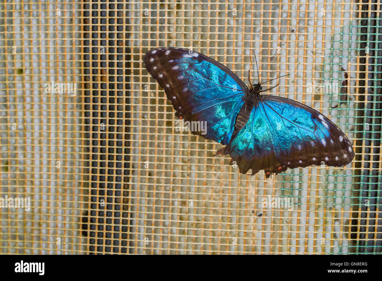 Strong butterfly hi-res stock photography and images - Alamy