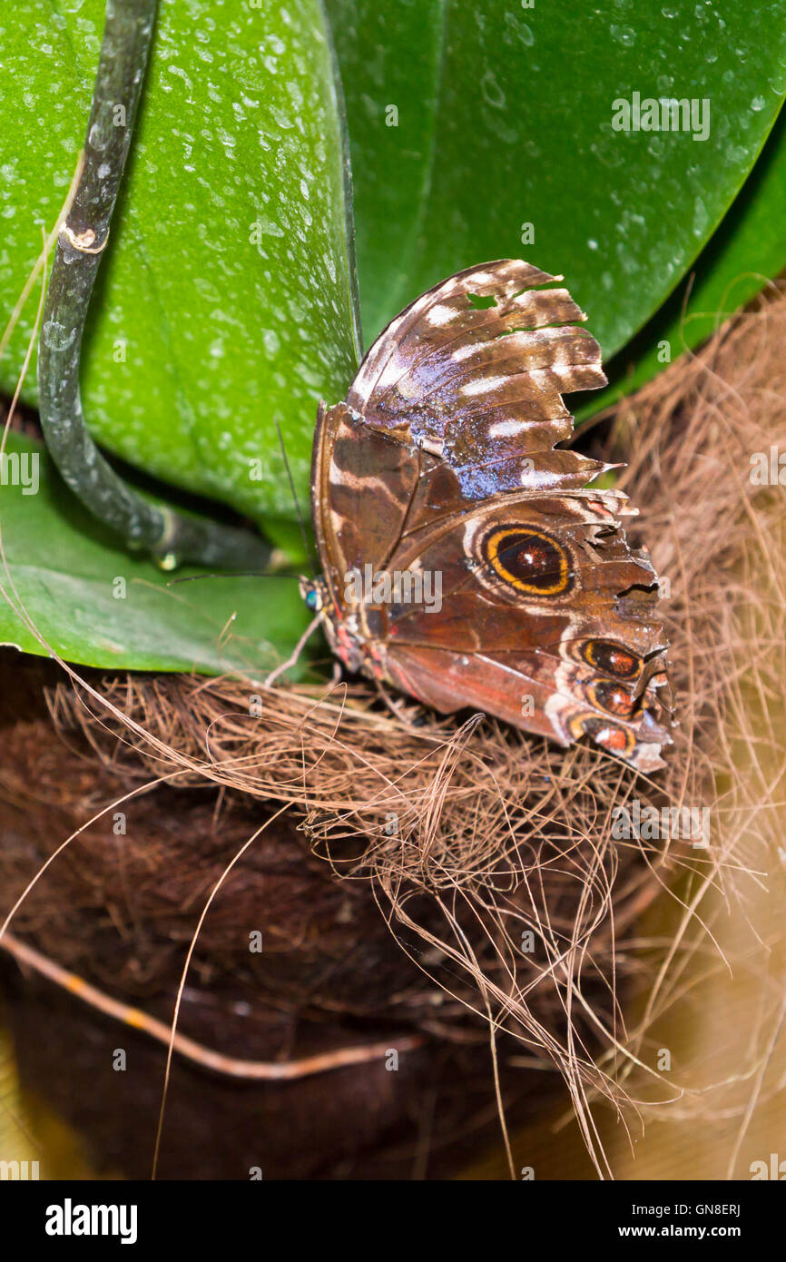 Show Insects High Resolution Stock Photography and Images - Alamy
