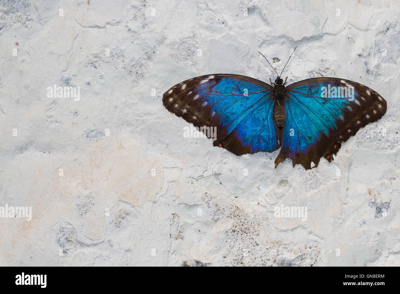 Exotic butterfly on the butterfly show Stock Photo - Alamy