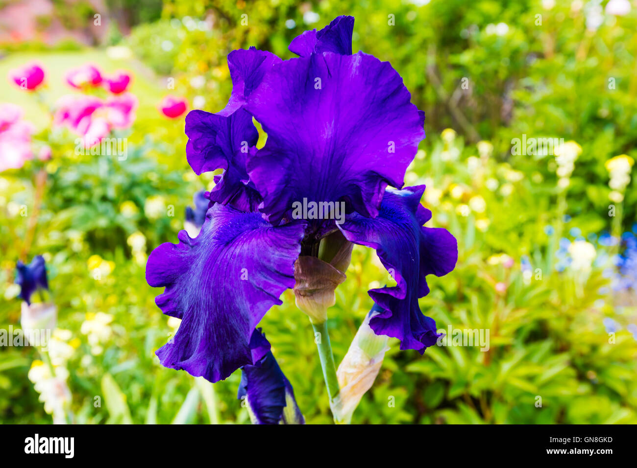 Deep Purple Bearded Iris (Iris Germanica) in full bloom in a garden ...