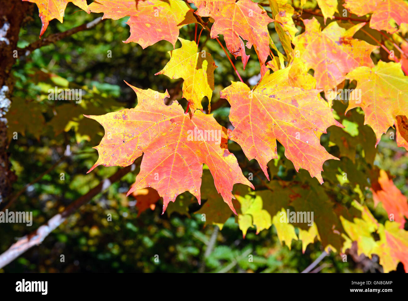 Autumn foliage with red, orange and yellow fall colors in the ...